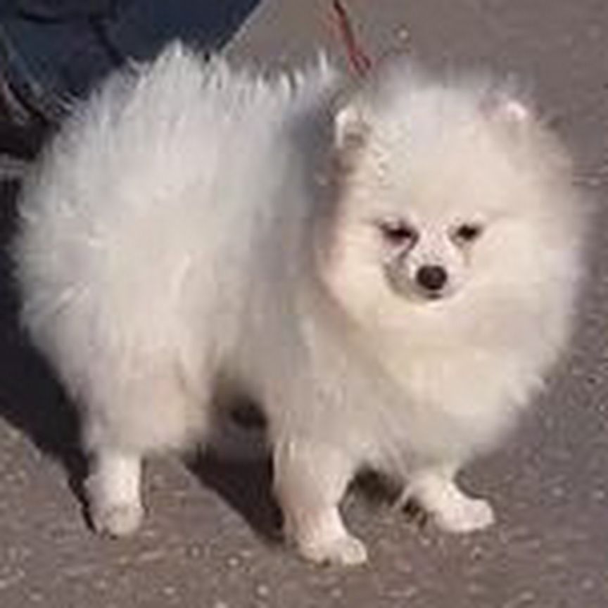 Померанцы для вязок