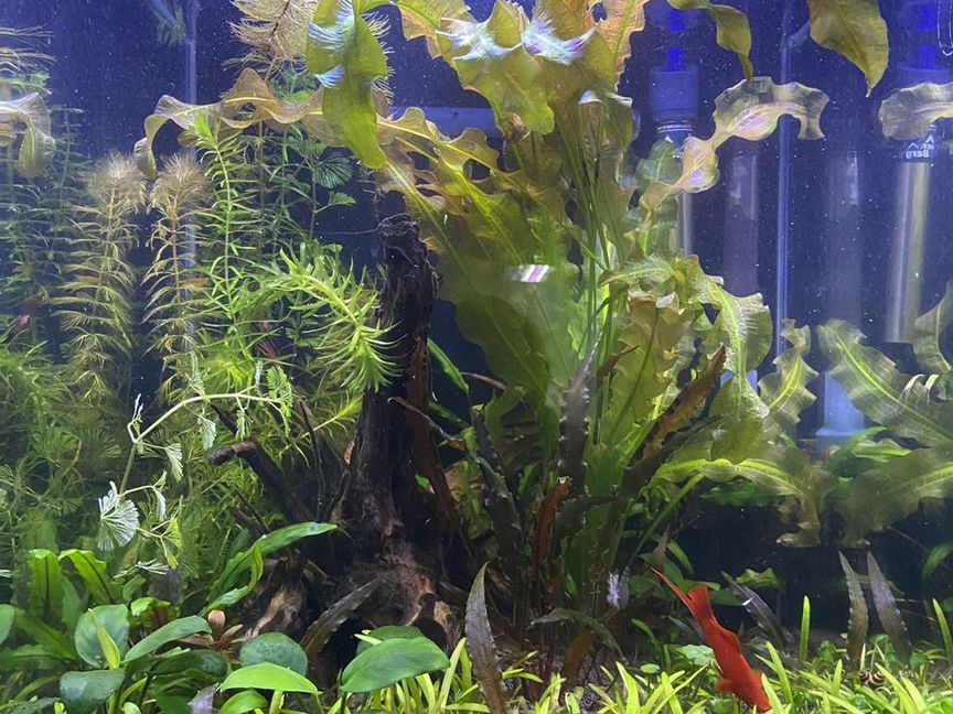 Аквариумные рыбки