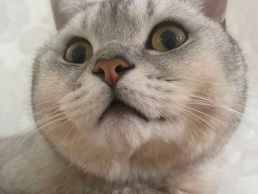 Шотландский кот