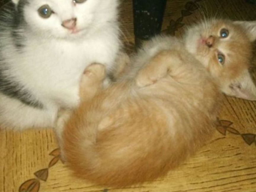 Британские котята