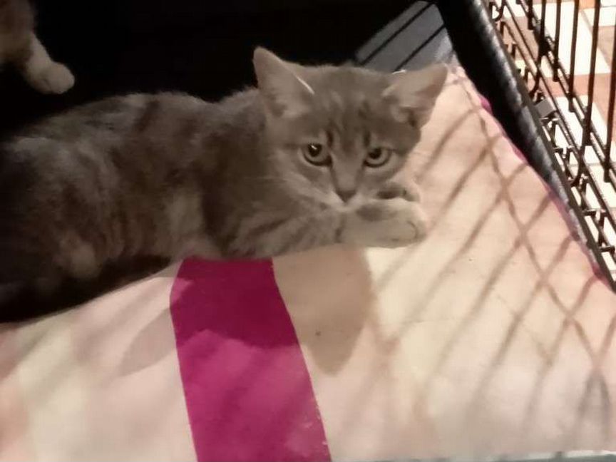 Милым кошечка очень нужен дом