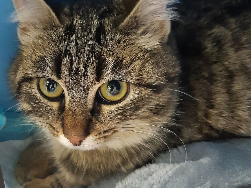 Кошечка в добрые руки