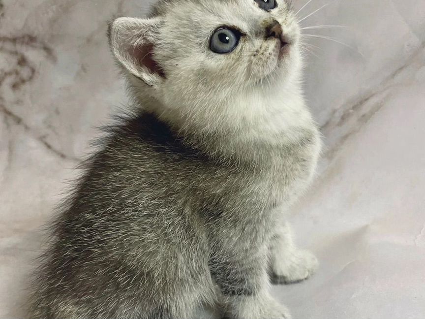 Британские вислоухие котята