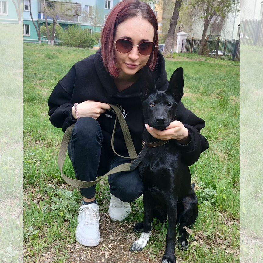 Собака в добрые руки отдам бесплатно