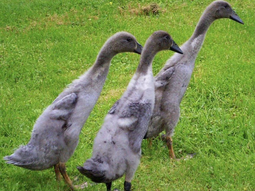 Утка индийский бегунок