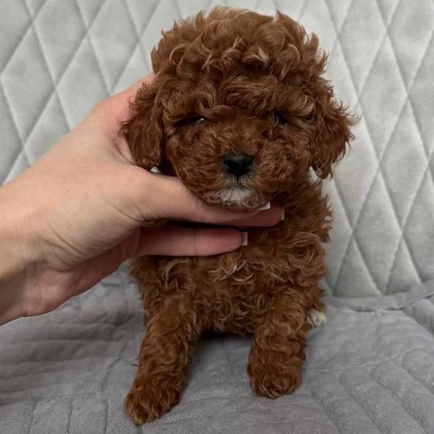 Той-пудель, щенок