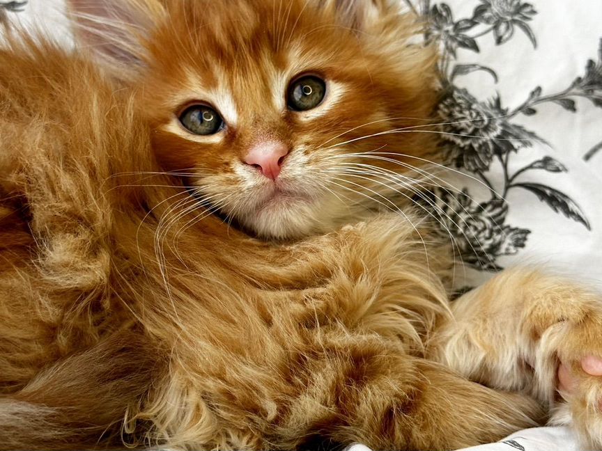 Котята Мейн-кун из питомника