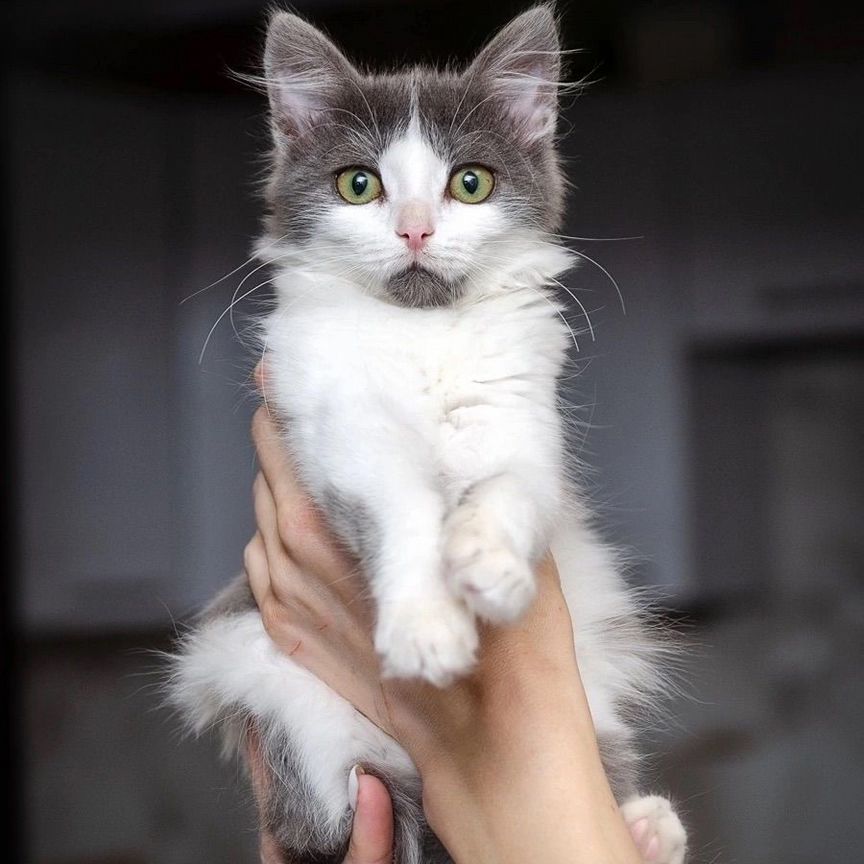 Шанечка (3 мес.) нежная нежность в поисках дома