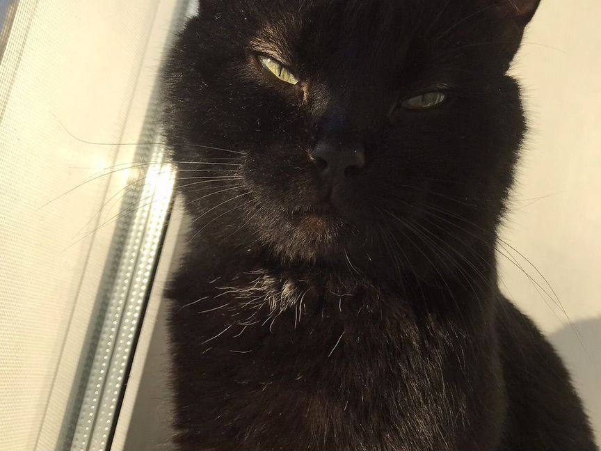 Отдам в добрые руки кота