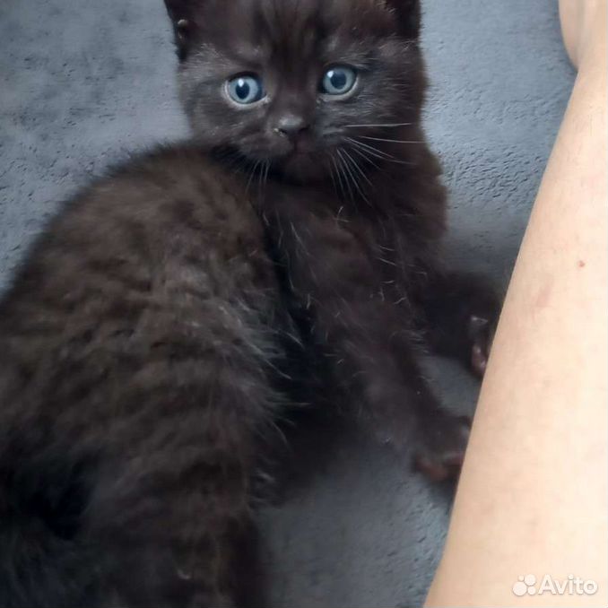 Котята скотиш страйт