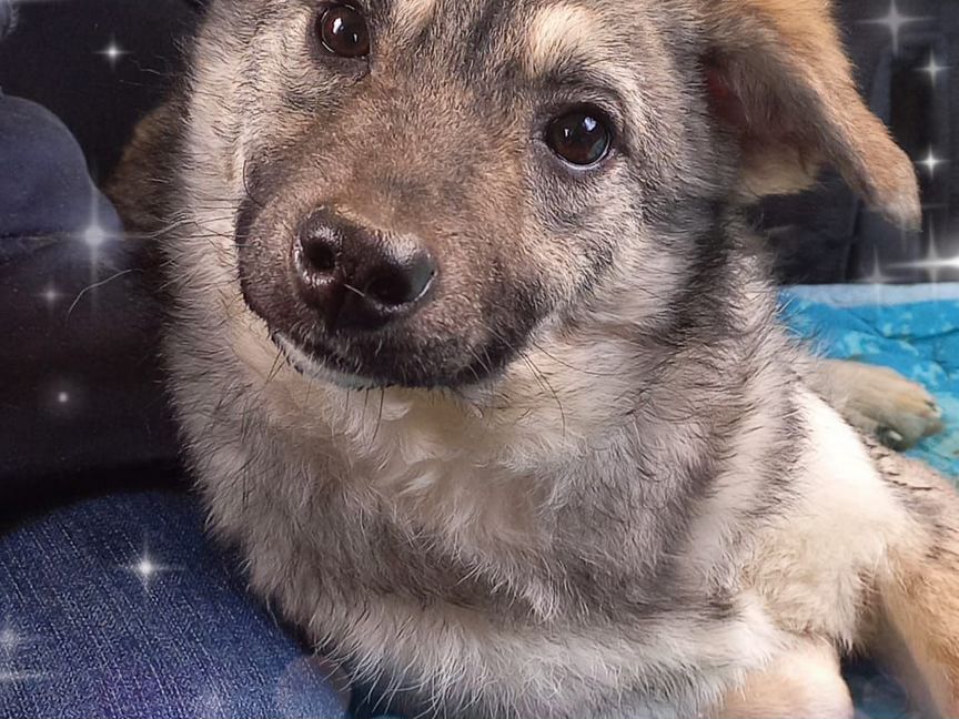 Собака, улыбака ищет дом и счастья в нём