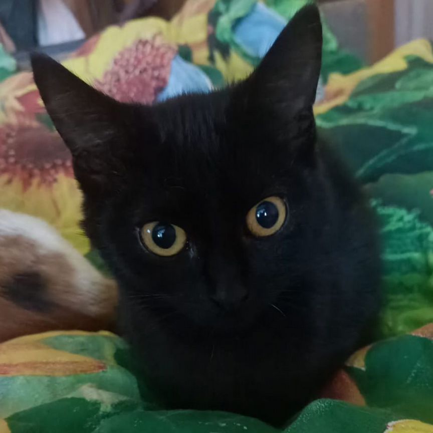 Котенок ищет дом
