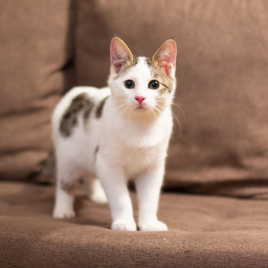 Котята мальчики в добрые руки