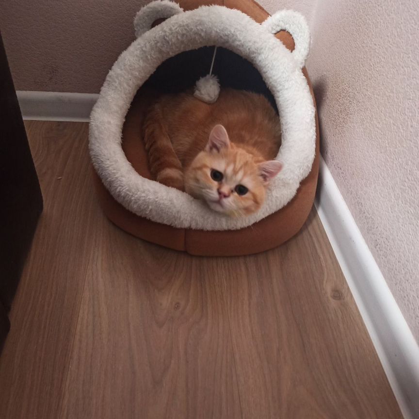 Бесплатно Шотландец котик 6 месяцев