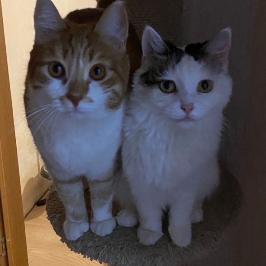 Умерла хозяйка нужен дом для животных