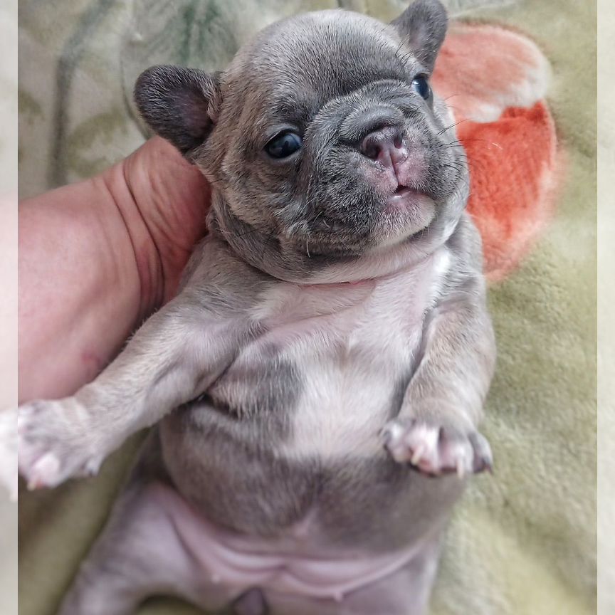 Французский бульдог, щенок