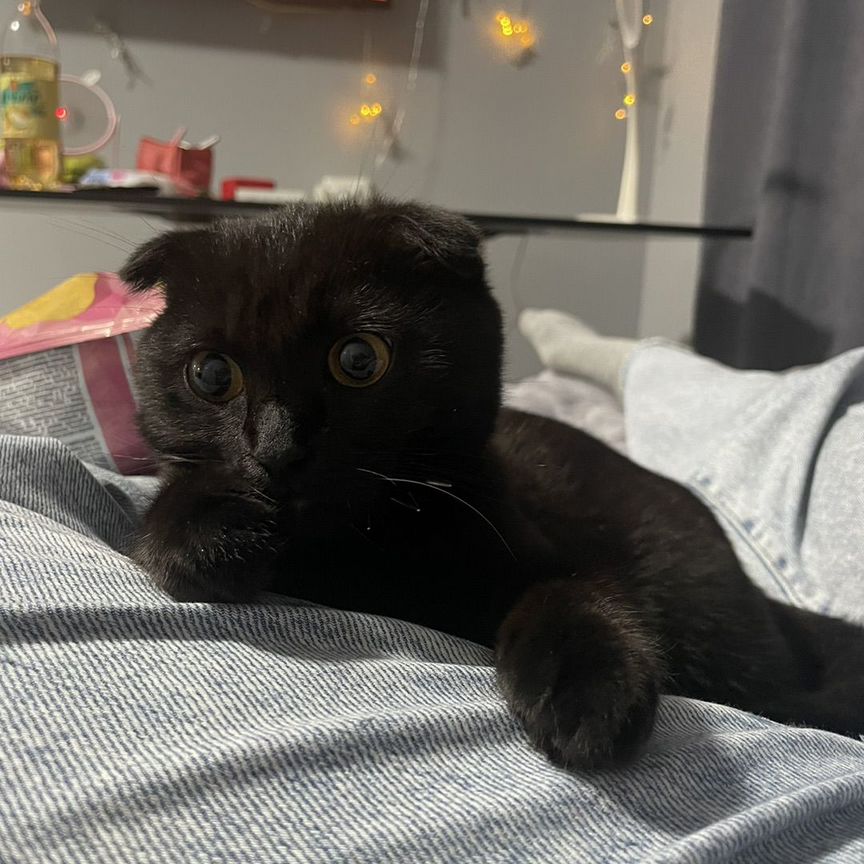 Вислоухий кот в добрые руки Симферополь