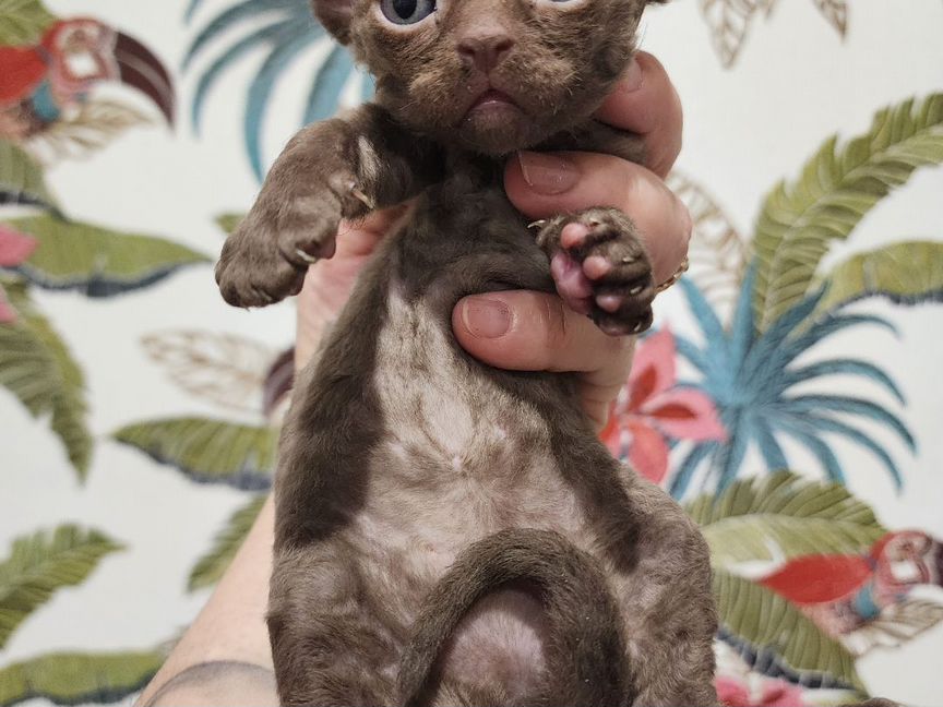 Котята девон-рекс