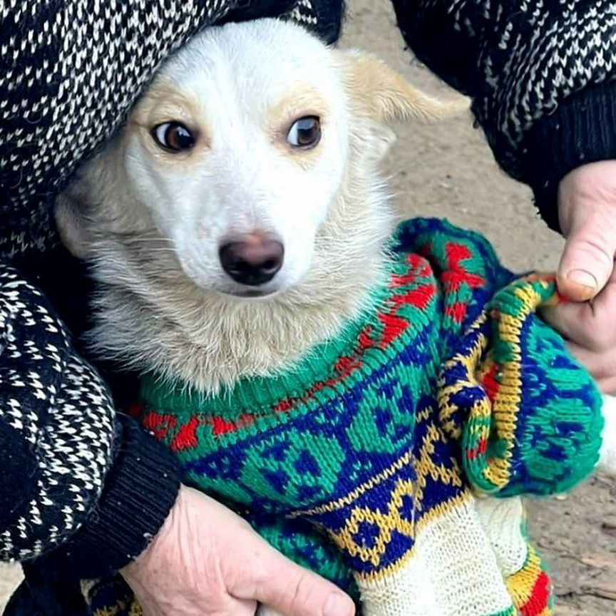 Милая ласковая собака В добрые руки