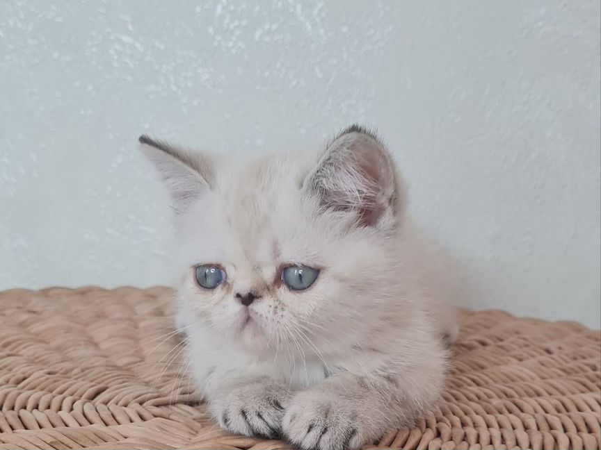 Экзотическая кошка