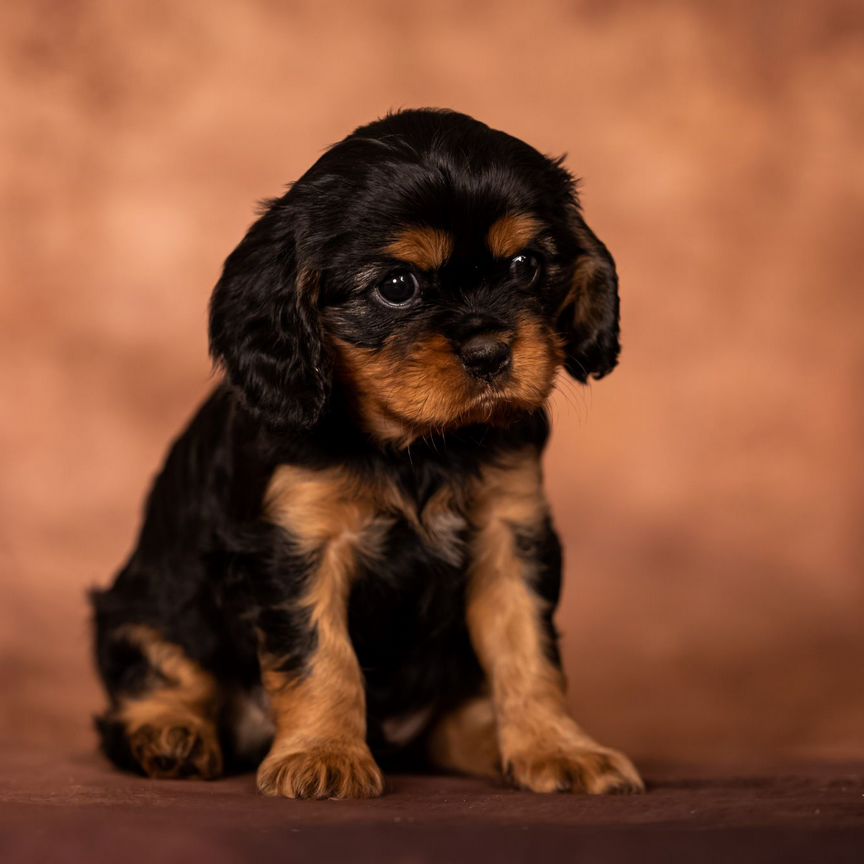 Щенки кавалер кинг чарльз спаниель
