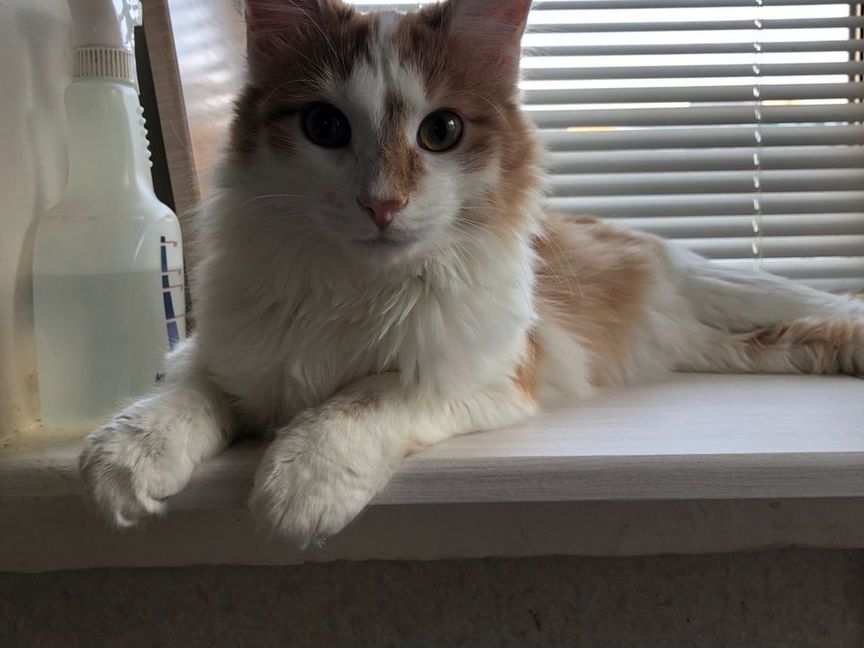 Рыжий котик