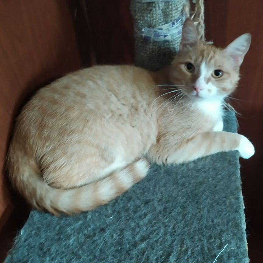 Котик с подвала 1 год