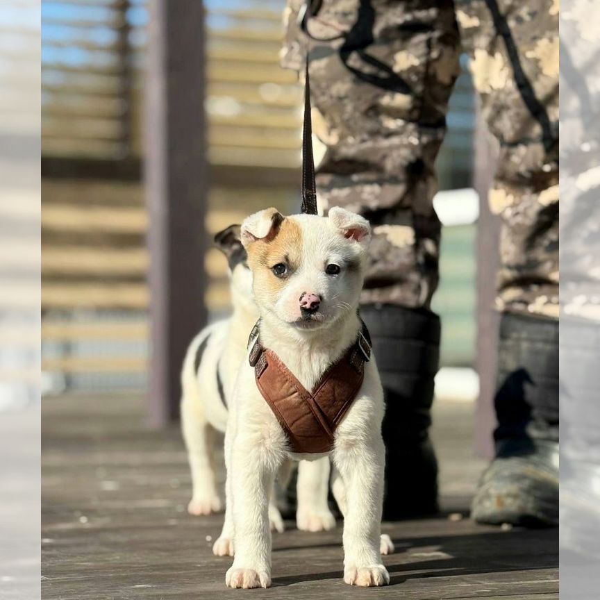 Щенок в добрые руки