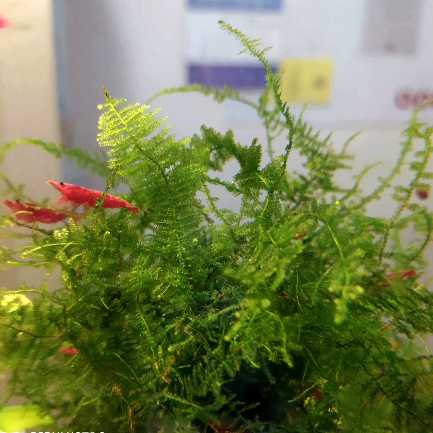 Мох Рождественский