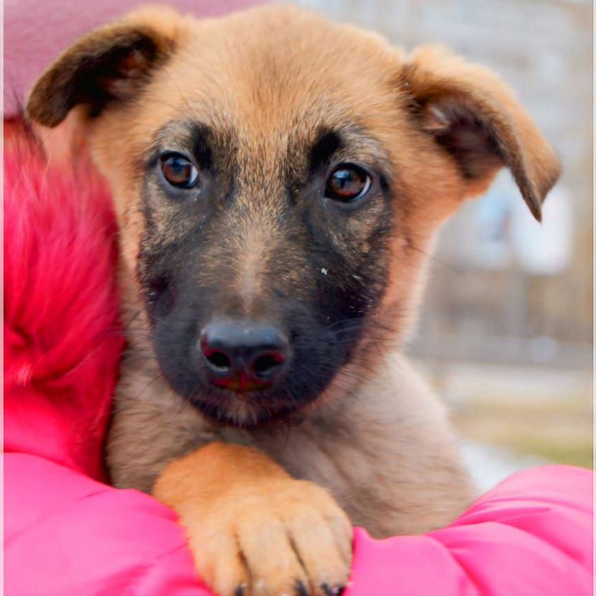 Щенок в добрые руки