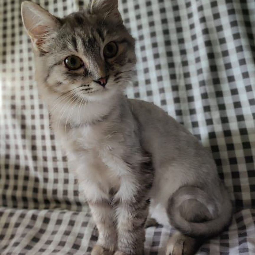 Котенок девочка 4мес