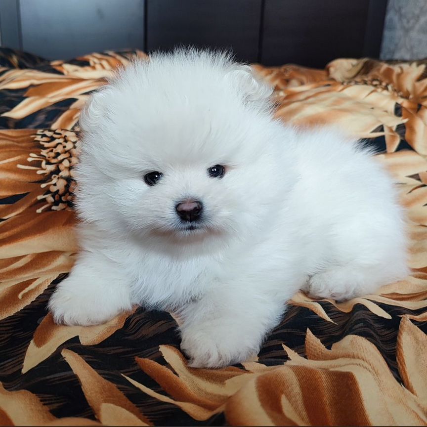 Немецкий шпиц, щенок