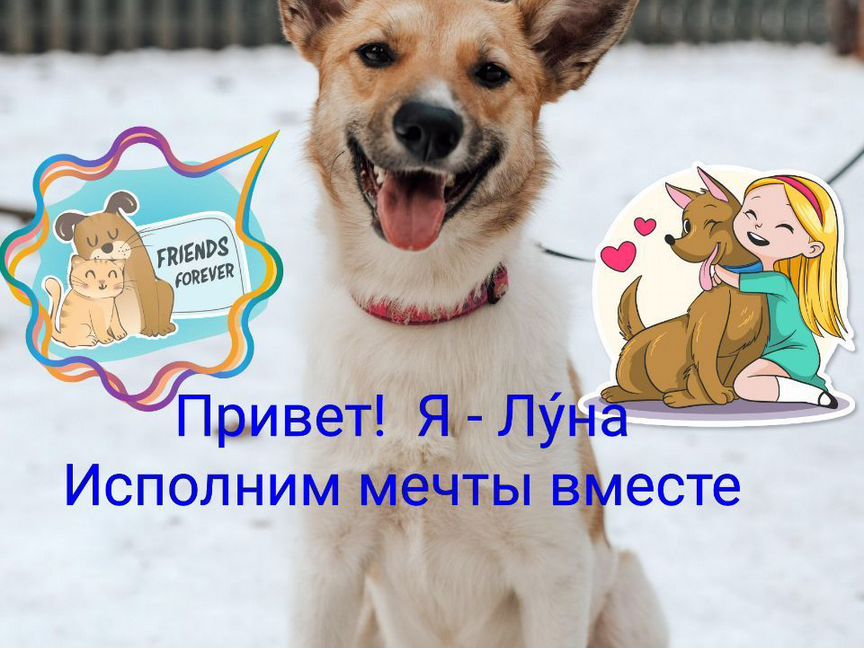 Собака для лучшего мечтателя ищет семью