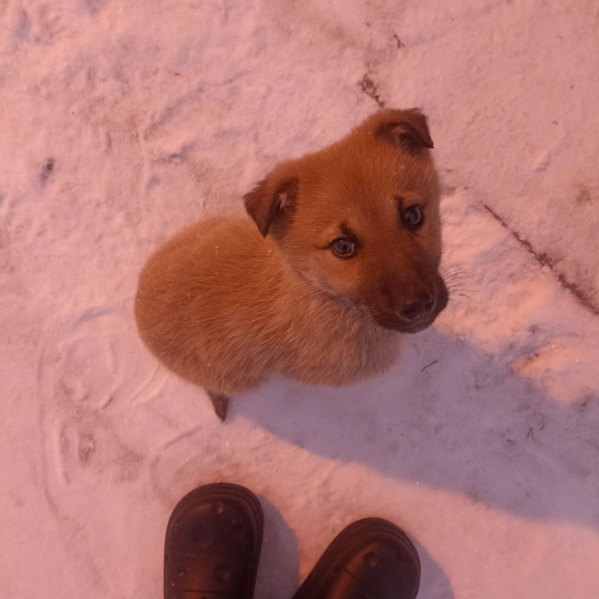 Потерялся щенок