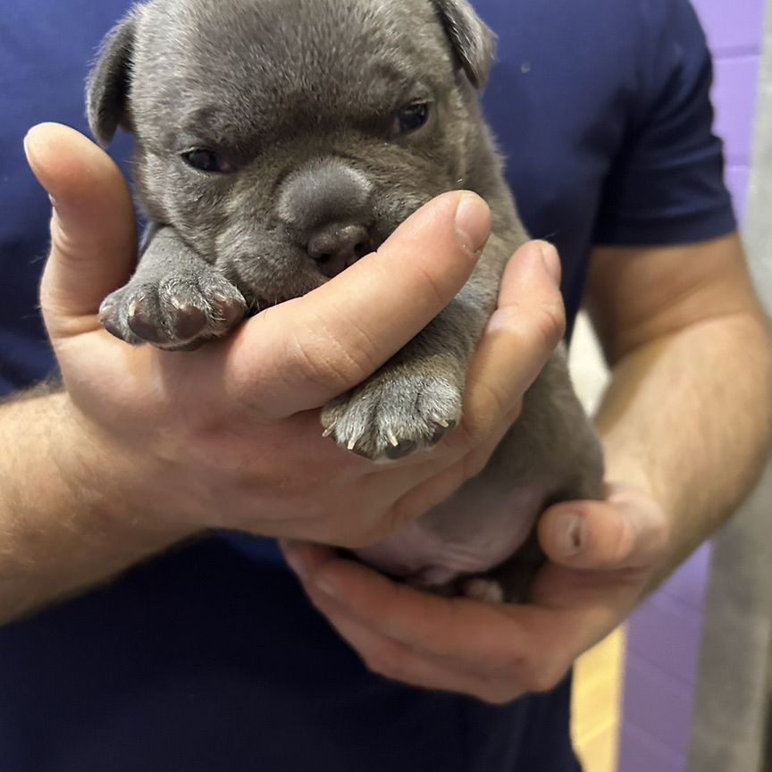 Американский булли