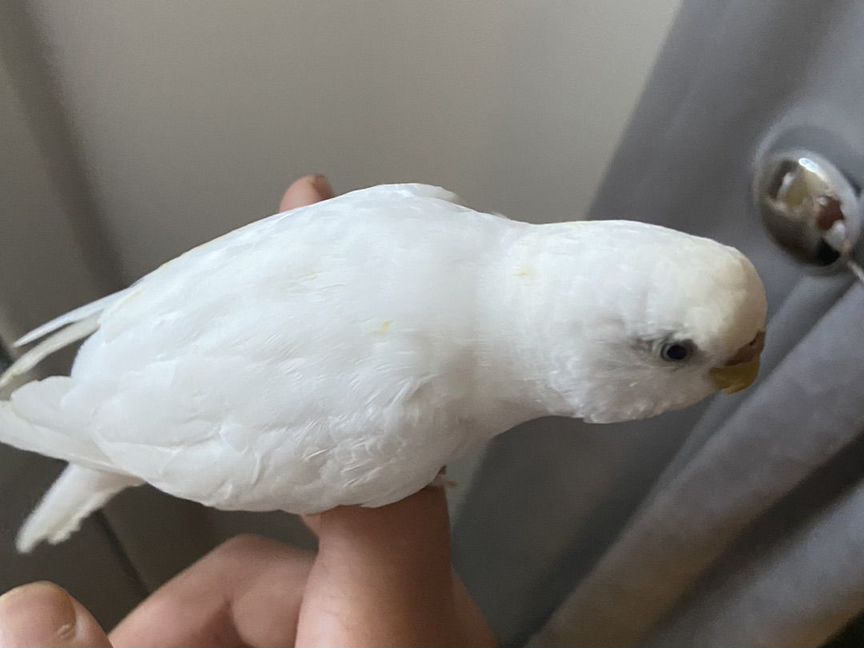 Папугай пара розрост 2 год