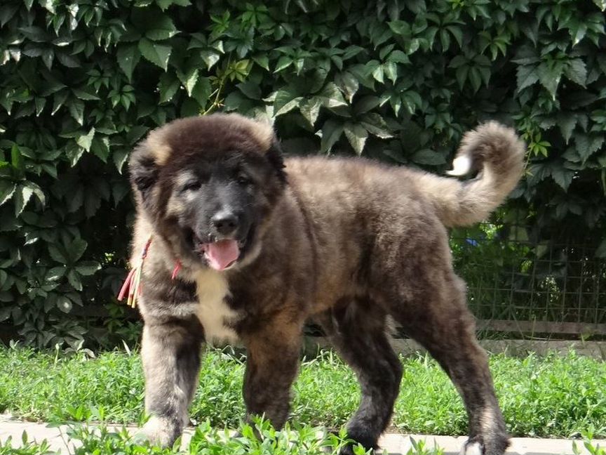 Щенки кавказской овчарки. Мальчик и девочка