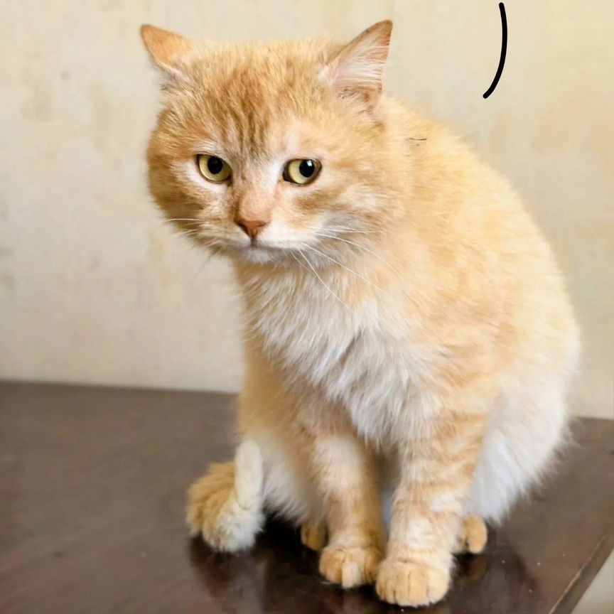 Взрослый кот в добрые руки