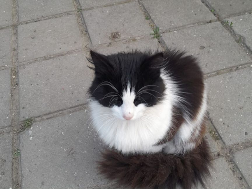 8-ми месячный котик в добрые руки