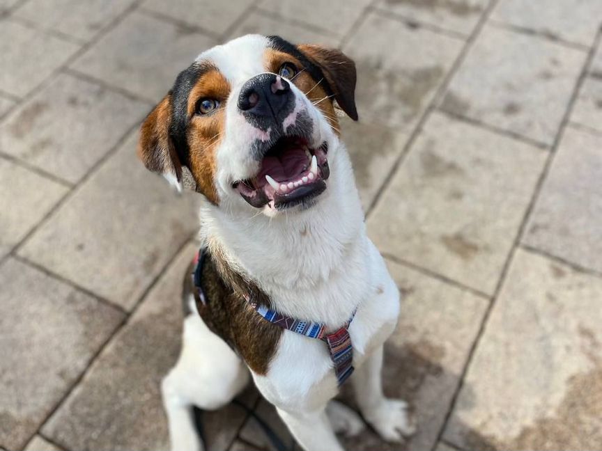 Брюс забавный пёсик в добрые руки