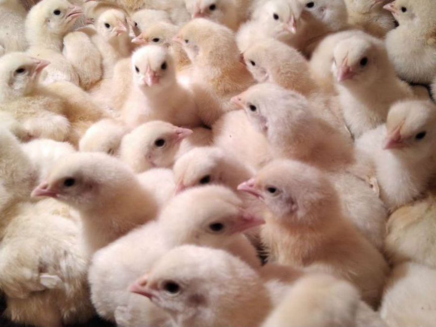 Цыплята