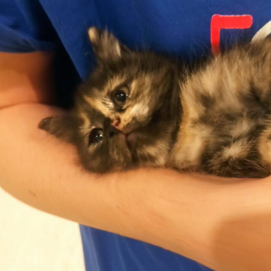 Шотландские вислоухие и прямоухие котята