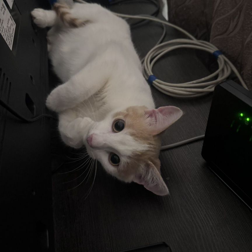 Отдам в добрые руки