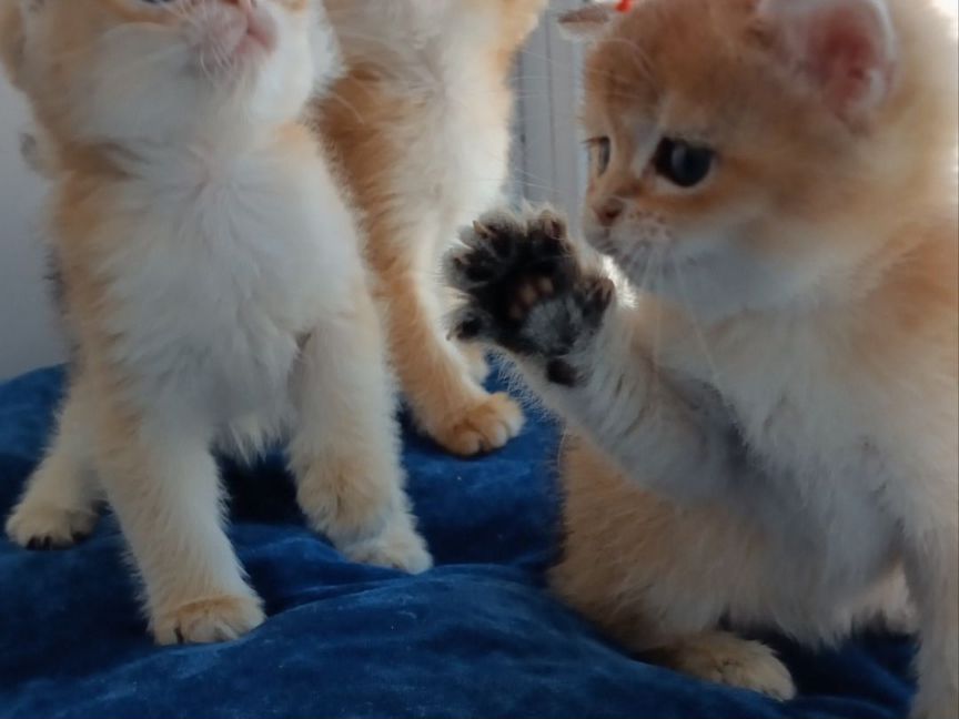 Шотландские золотые шиншиллы котята