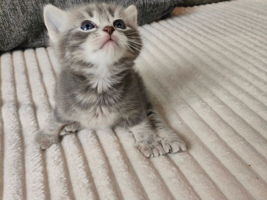Кошка