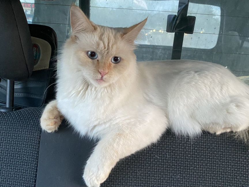 Отдам бесплатно котят