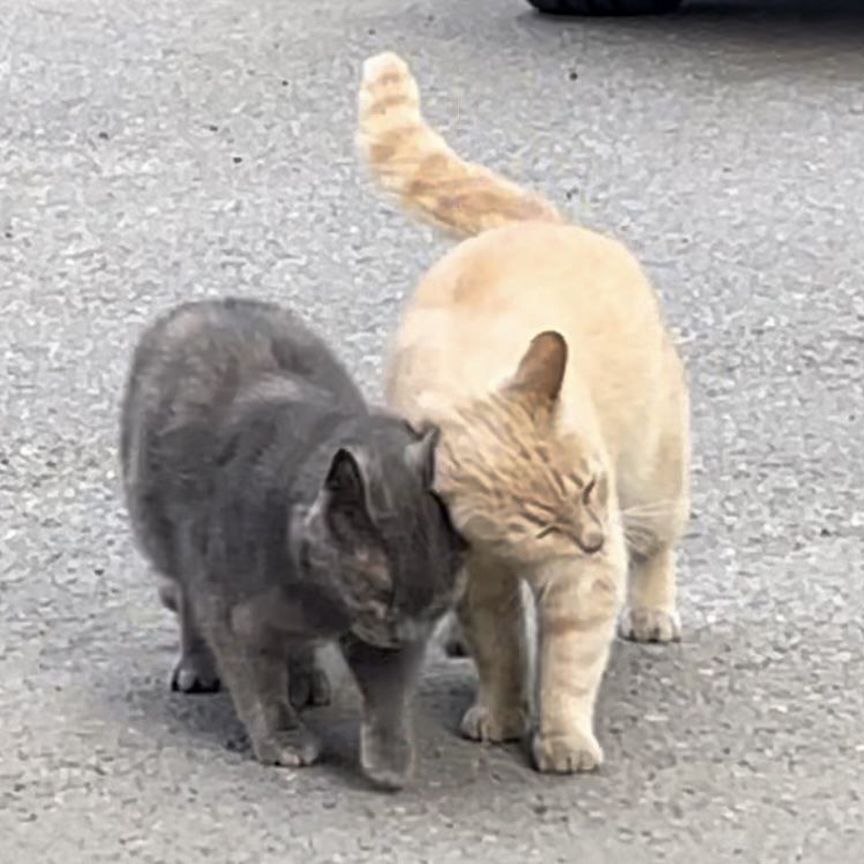 Мама с дочкой кошечки вдвоём 4 и 3 года