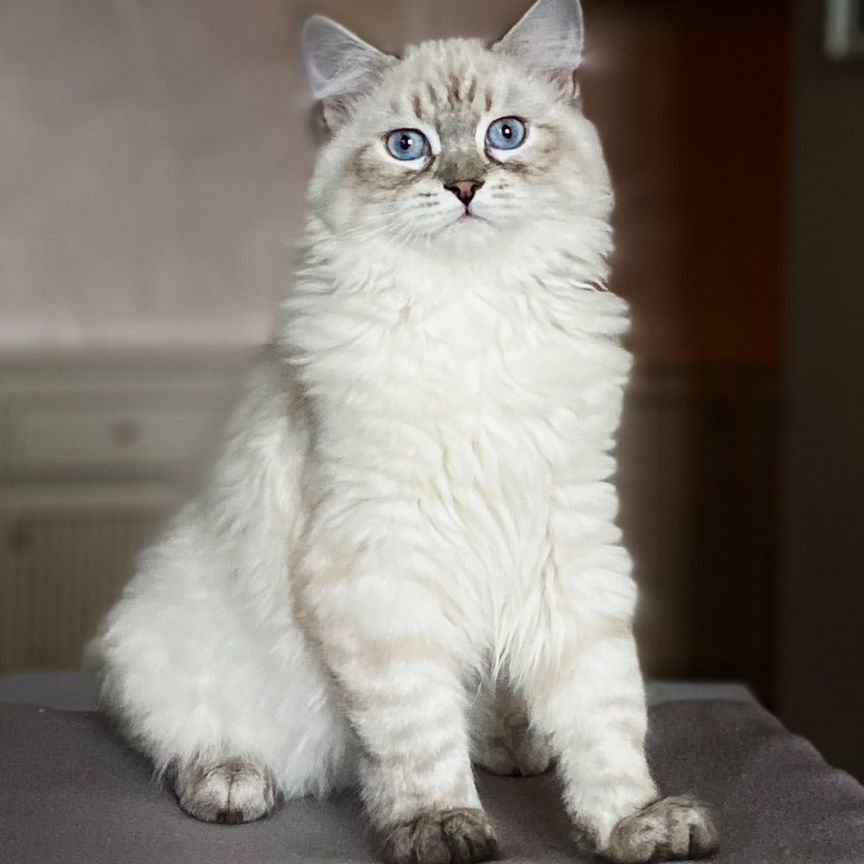 Невский маскарадный котик 4 месяца