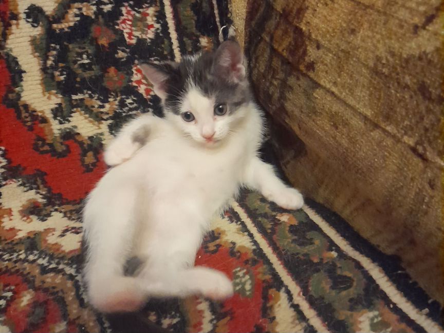 Котята