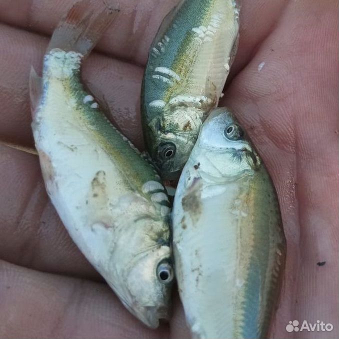 Малёк карпа поштучно